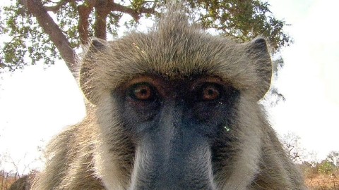 狒狒搞笑表情包-千图网